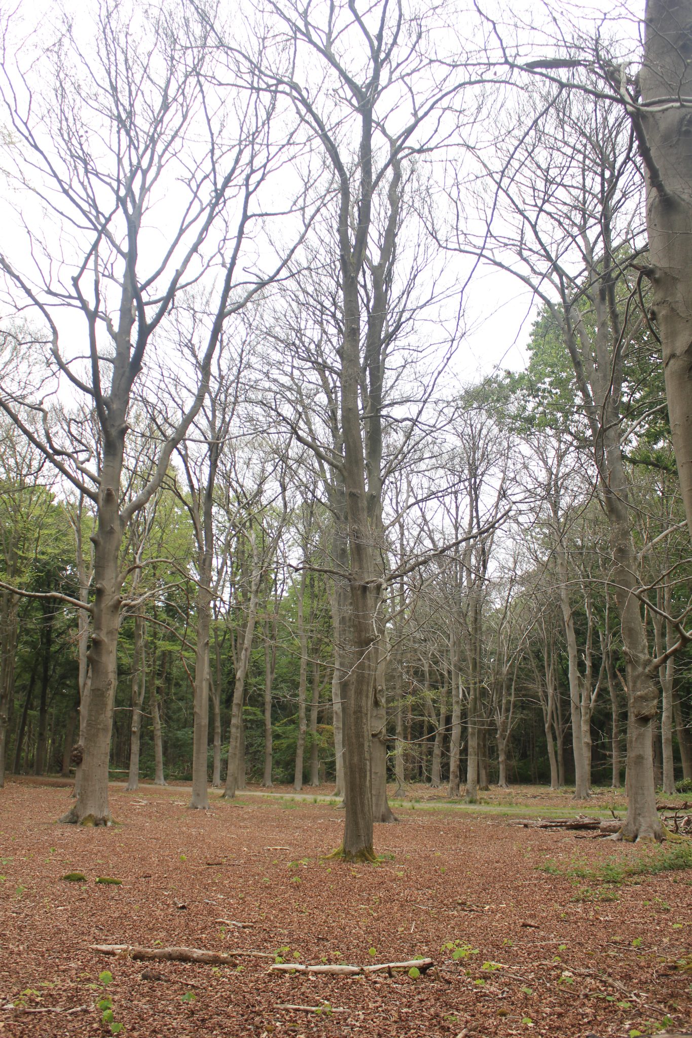 Dode bomen in Oude Warande - Stadsbos013